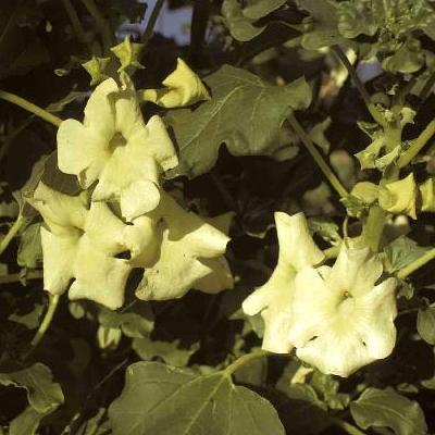 Holubia Saccata - Sac Flower - 5 Seed Pack | Online Seed Store