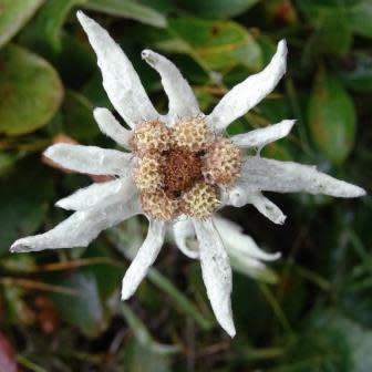 Leontopodium Kamtschaticum - Himalayan Edelweiss - 10 Seed Pack ...