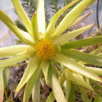 Leucadendron Xanthoconus - Sickle-leaf Conebush; Blinkblaartolbos - 5 ...