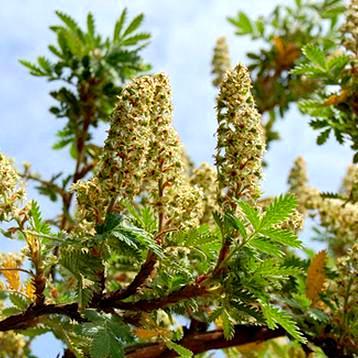 Leucosidea Sericea - Oldwood; Ouhout - 10 Seed Pack | Online Seed Store