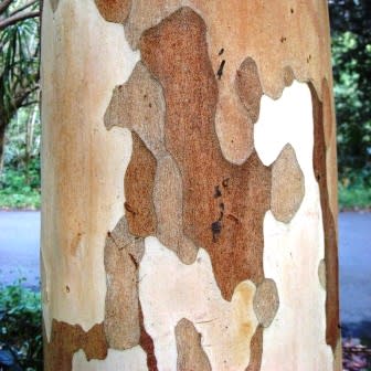 Libidibia Ferrea (Caesalpinia Ferrea) - Brazilian Ironwood, Leopard ...