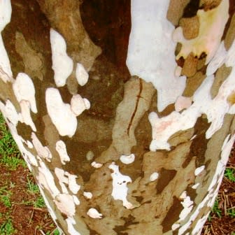 Libidibia Ferrea (Caesalpinia Ferrea) - Brazilian Ironwood, Leopard ...