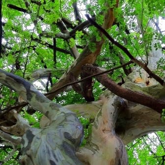 Libidibia Ferrea (Caesalpinia Ferrea) - Brazilian Ironwood, Leopard ...