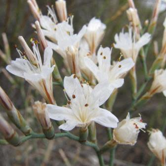 Limonium Longifolium - 5 Seed Pack | Online Seed Store