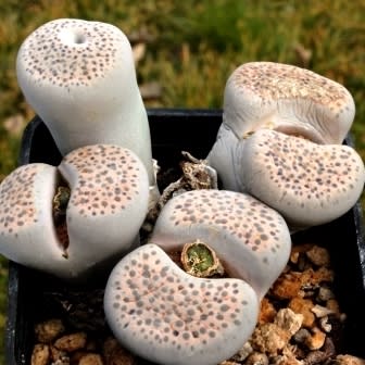 Lithops Fulviceps Var Lactinea - Beeskloutjies, Bokspoortjies; Pebble ...