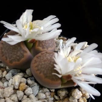 Lithops Hallii Brown Form - Bokspoortjies, Beeskloutjies; Living Stones ...