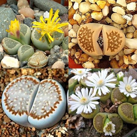 Lithops Hallii Mixed Forms - Living Stones, Stone Plants, Pebble Plants ...