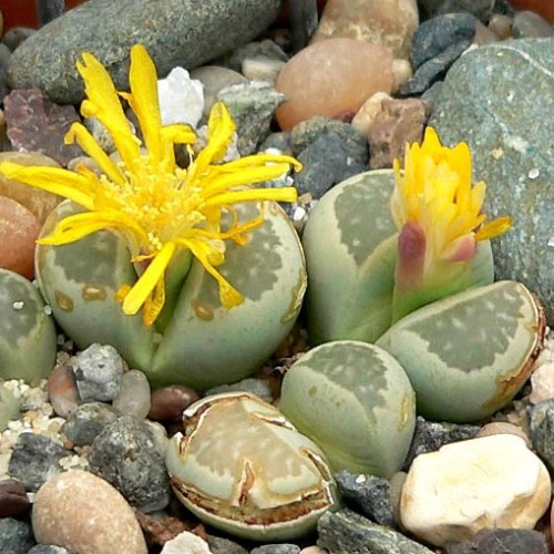 Lithops Hallii Ssp Hallii - Beeskloutjies, Bokspoortjies; Stone Plants ...