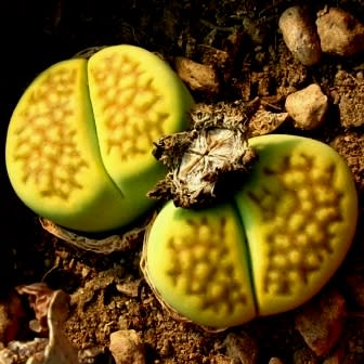 Lithops Hallii Var Ochracea - Stone Plants, Pebble Plants, Living ...