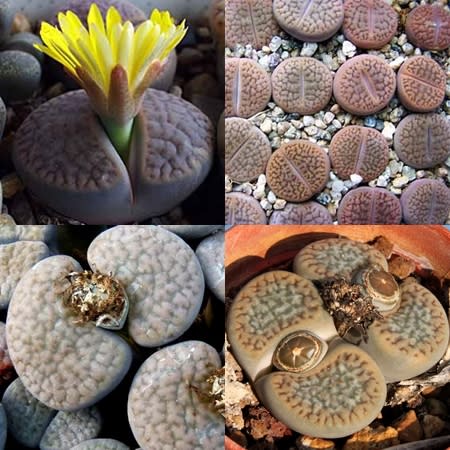 Lithops Hookeri Mixed Forms - Living Stones, Pebble Plants, Stone ...