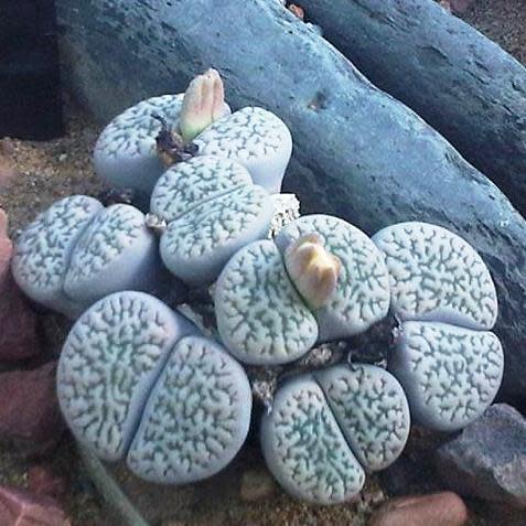 Lithops Hookeri Susannae - Bokspoortjies, Beeskloutjies; Stone Plants ...