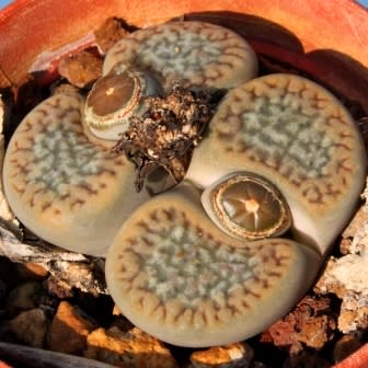 Lithops Hookeri Var Elephina - Pebble Plants, Living Stones, Stone ...