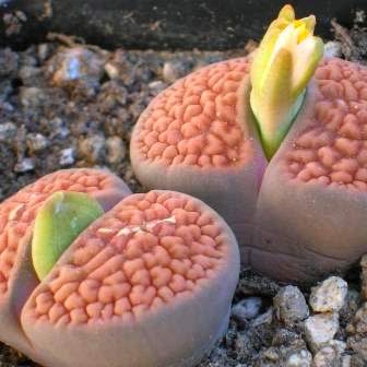 Lithops Hookeri Var Hookeri - Bokspoortjies, Beeskloutjies; Living ...
