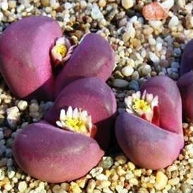 Lithops Optica Var Rubra - Beeskloutjies, Bokspoortjies; Pebble Plants ...