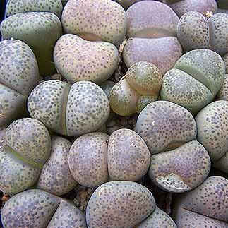 Lithops Terricolor - Beeskloutjies, Bokspoortjies; Stone Plants, Pebble ...