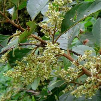 Maesa Lanceolata - False Assegai; Valsassegaai - 5 Seed Pack | Online ...