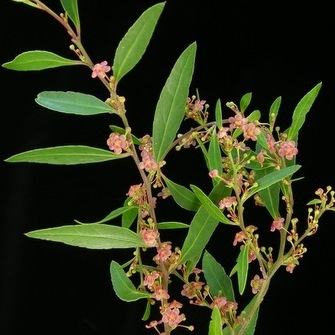 Maytenus Acuminata - Silky Bark Tree; UmNama; Sybas - 5 Seed Pack ...