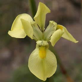 Moraea Alticola - 10+ Seed Pack | Online Seed Store