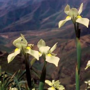 Moraea Alticola - 10+ Seed Pack | Online Seed Store