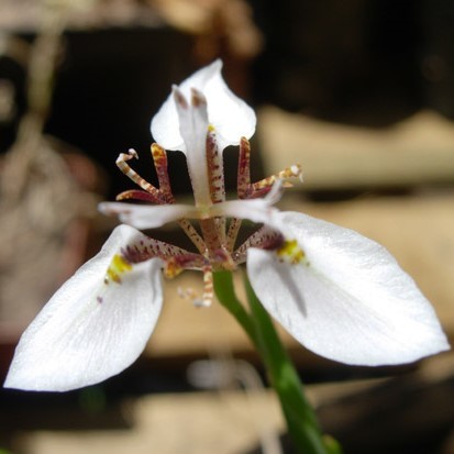 Moraea Brevistyla - 5 Seed Pack | Online Seed Store