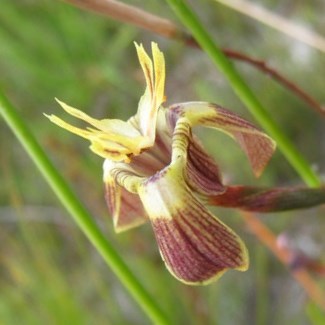 Moraea Inconspicua - 5 Seed Pack | Online Seed Store