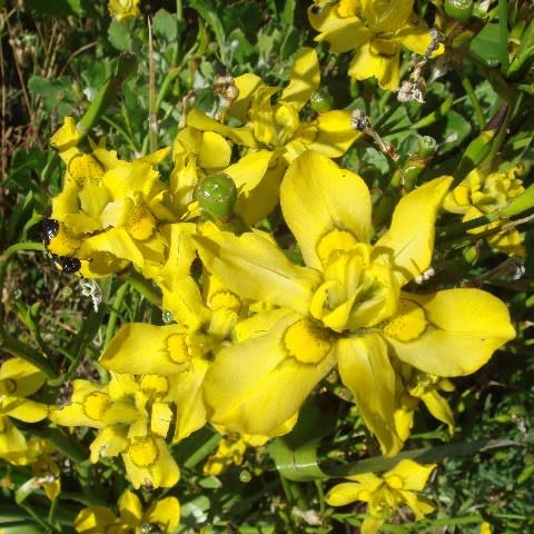 Moraea Ramosissima - Geeltulp - 10+ Seed Pack | Online Seed Store
