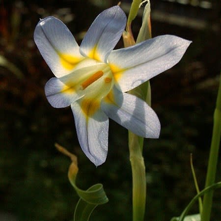 Moraea Speciosa - 5 Seed Pack | Online Seed Store