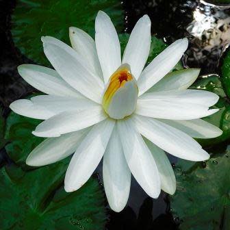 Nymphaea Pubescens - Hairy Water Lily - 5 Seed Pack | Online Seed Store