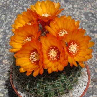 Parodia Microsperma Mixed Forms - 5 Seed Pack | Online Seed Store