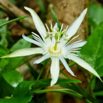 Passiflora Capsularis - Red Granadilla - 5 Seed Pack | Online Seed Store