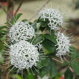 Pavetta Cooperi - Christmas Bush, Pompon Bride's Bush; Pomponbruidsbos ...