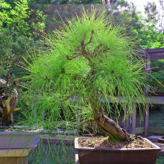 Pinus Patula - Mexican Weeping Pine Bonsai & Bonsai EBook - 5 Seed Pack ...