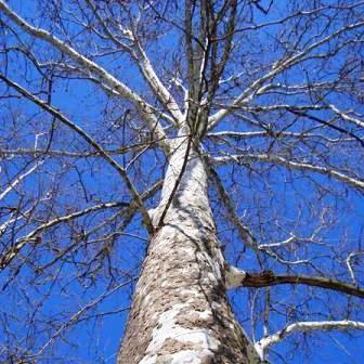 Platanus Occidentalis - American Plane, Buttonwood, American Sycamore ...