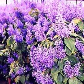 Plectranthus Ecklonii - Large Spur-flower Bush - 5 Seed Pack | Online ...