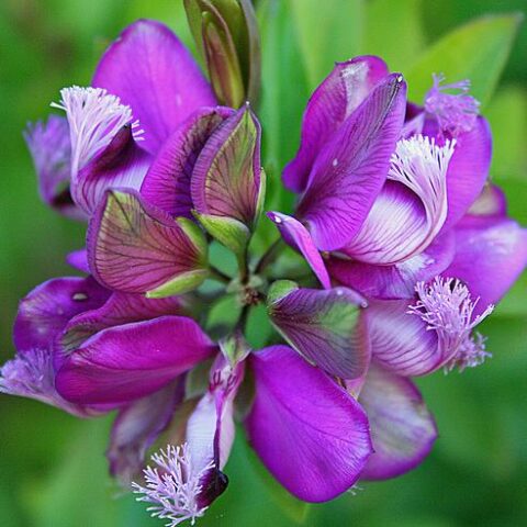 Polygala Fruticosa - Petite Butterfly' Sweet Pea Bush; Ertjiebos - 5 ...