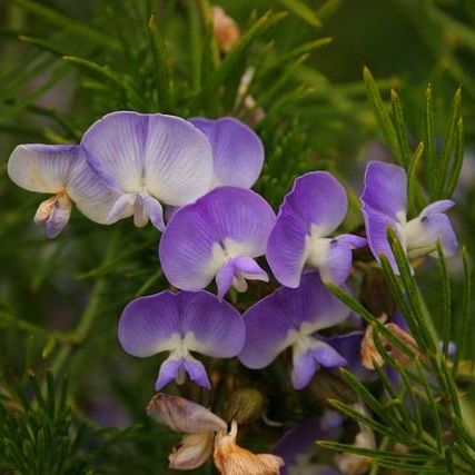 Psoralea Pinnata - Fountain Bush, Fonteinbos - 5 Seed Pack | Online ...