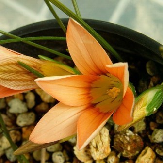 Romulea Setifolia Var. Aggregata - 5 Seed Pack | Online Seed Store