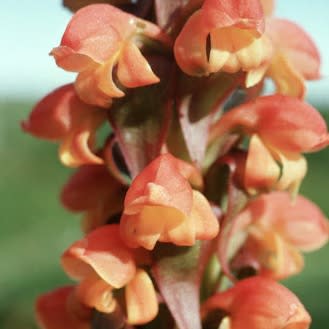 Satyrium Sceptrum - 10+ Seed Pack | Online Seed Store