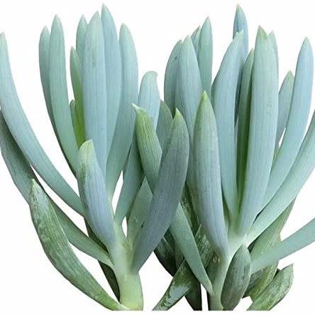 Senecio Serpens (Curio Repens) - Blue Chalksticks - 10 Seed Pack ...