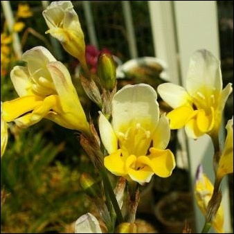 Sparaxis Caryophyllacea - 5 Seed Pack | Online Seed Store