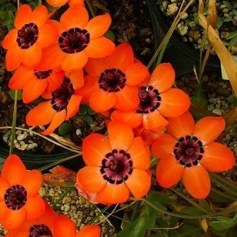 Sparaxis Elegans - 5 Seed Pack | Online Seed Store