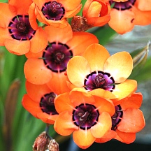 Sparaxis Elegans - 5 Seed Pack | Online Seed Store