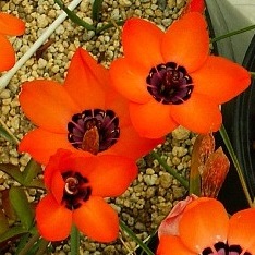 Sparaxis Elegans - 5 Seed Pack | Online Seed Store