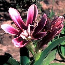 Sparaxis Grandiflora Ssp Grandiflora - 5 Seed Pack | Online Seed Store