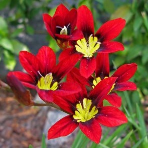 Sparaxis Tricolor - 5 Seed Pack | Online Seed Store