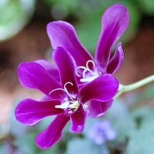 Sparaxis Variegata - 3 Seed Pack | Online Seed Store