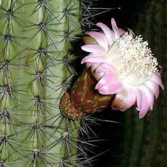 Stenocereus Thurberi - Organ Pipe Cactus - 5 Seed Pack | Online Seed Store