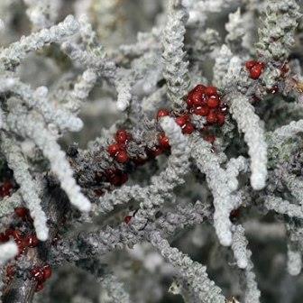 Stoebe Plumosa - Slangbos, Vaalbossie, Khoi-kooigoed - 5 Seed Pack ...