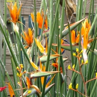 Strelitzia Juncea - Spoon-leaved Strelitzia - 5 Seed Pack | Online Seed ...