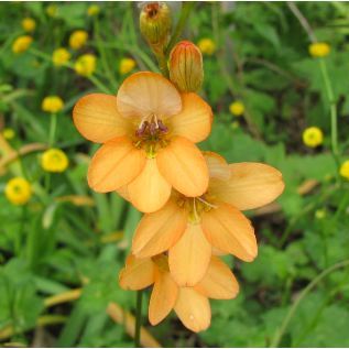 Tritonia Parvula - 5 Seed Pack | Online Seed Store